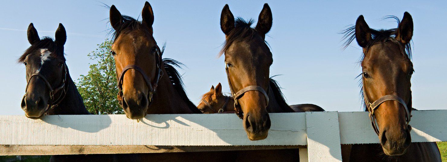 Equine Industry a Leading Sector in Central Kentucky - Fayette Alliance ...